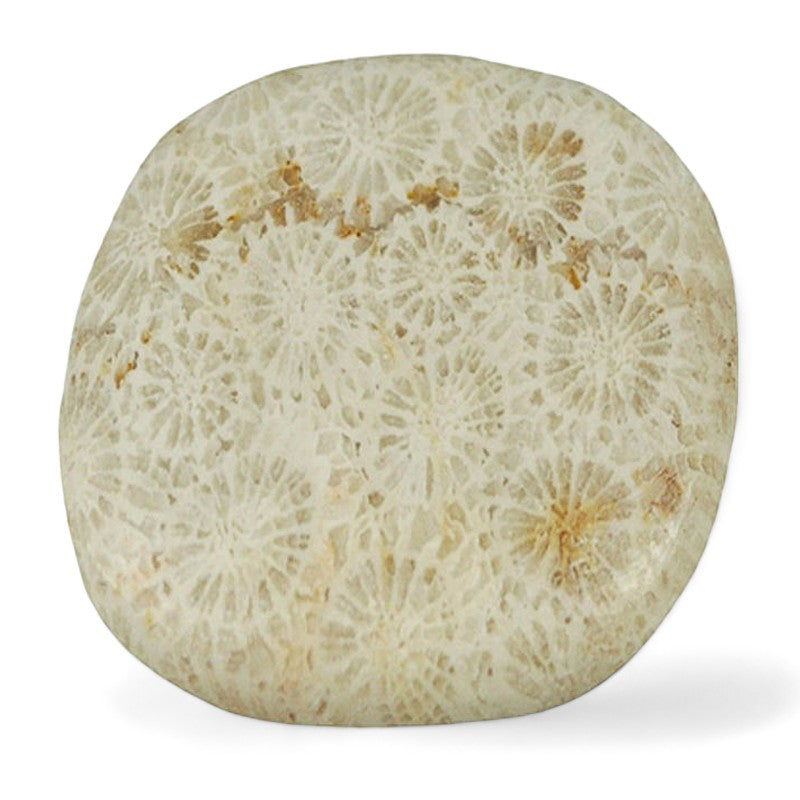 Pierre de Corail - Lithothérapie | La Boite à Cailloux